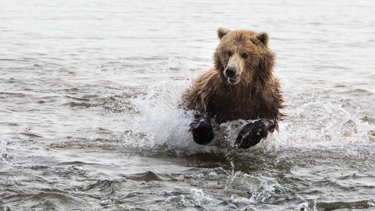 The Definitive Ranking of the Best Animal Livestreams