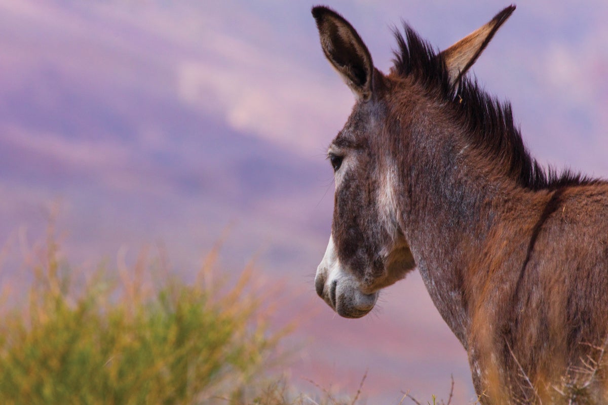 Horses Are Great, but Who Will Save the Wild Burros? - Outside Online