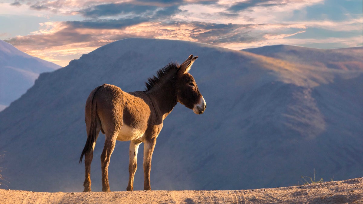 Horses Are Great, but Who Will Save the Wild Burros? - Outside Online