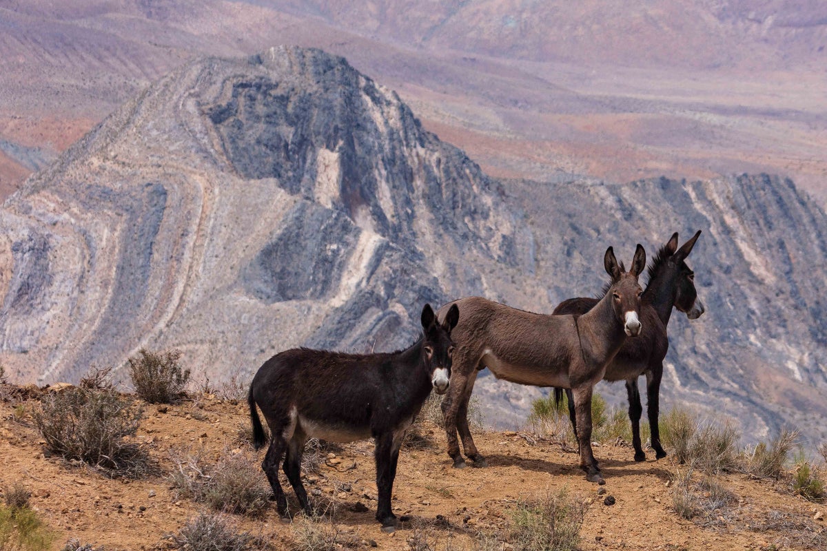 Horses Are Great, but Who Will Save the Wild Burros? - Outside Online