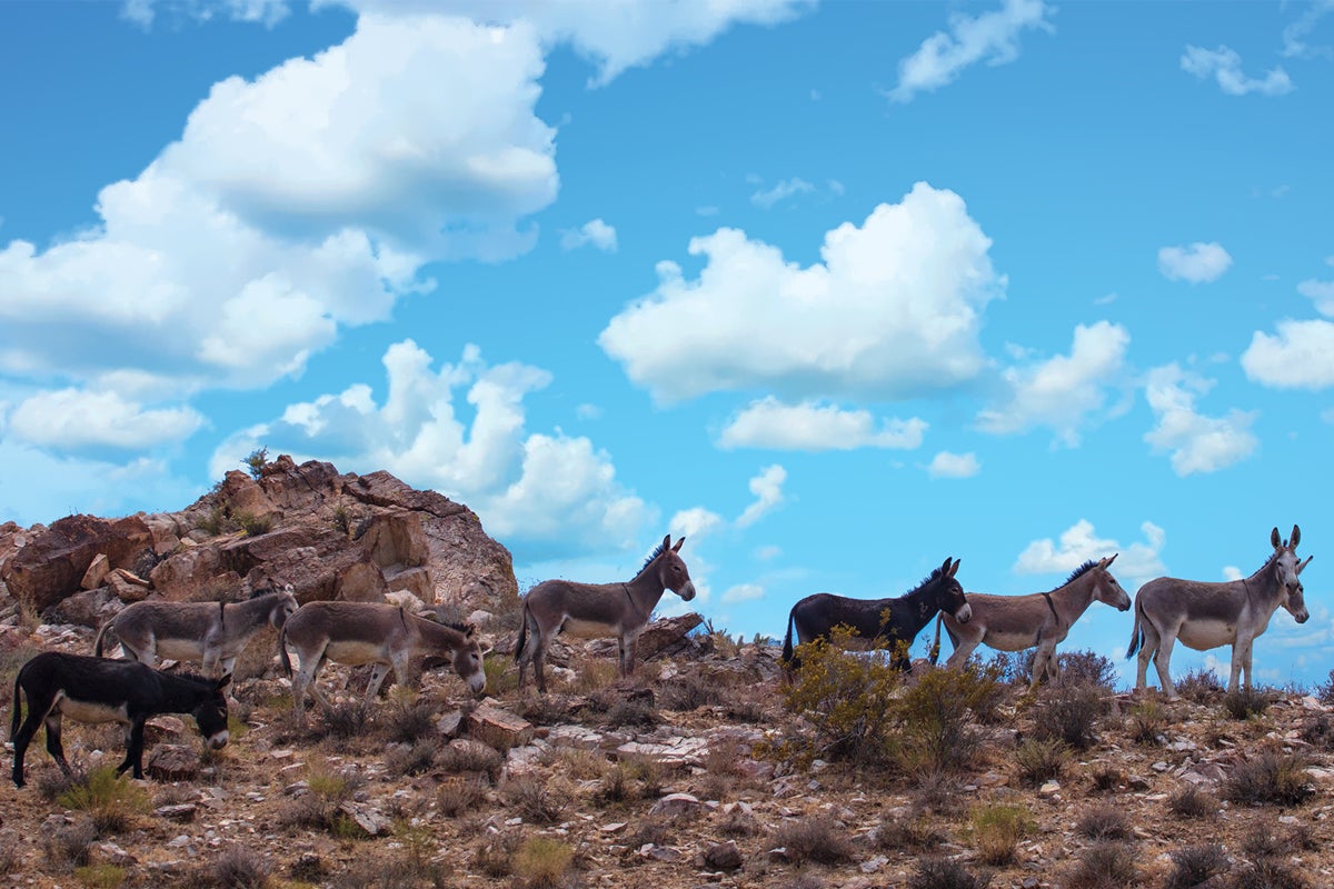 Horses Are Great, but Who Will Save the Wild Burros? - Outside Online