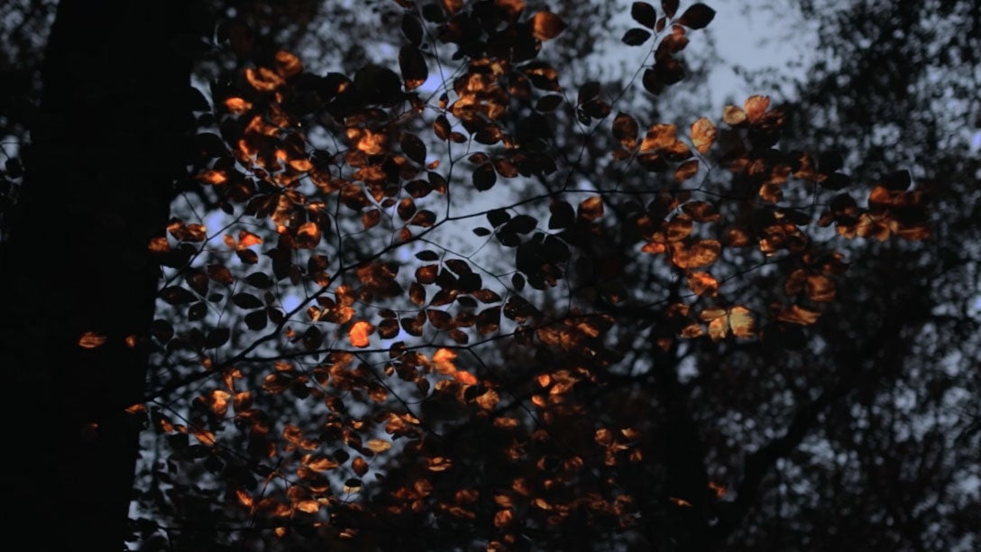 ‘Projections in the Forest’ - Outside Online