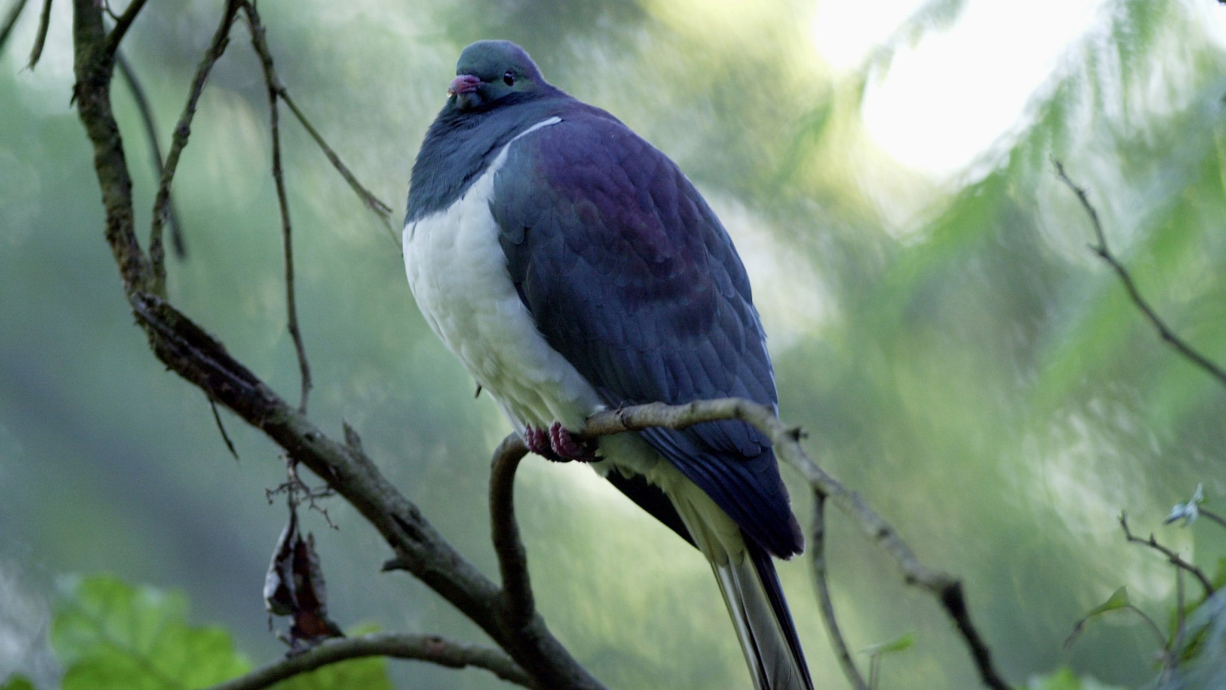 The Secret Lives of Totally Hammered Birds