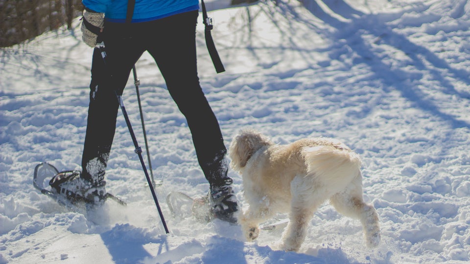 Snow Dog Breeds: 20 Best Pups for Winter Adventures - Outside Online