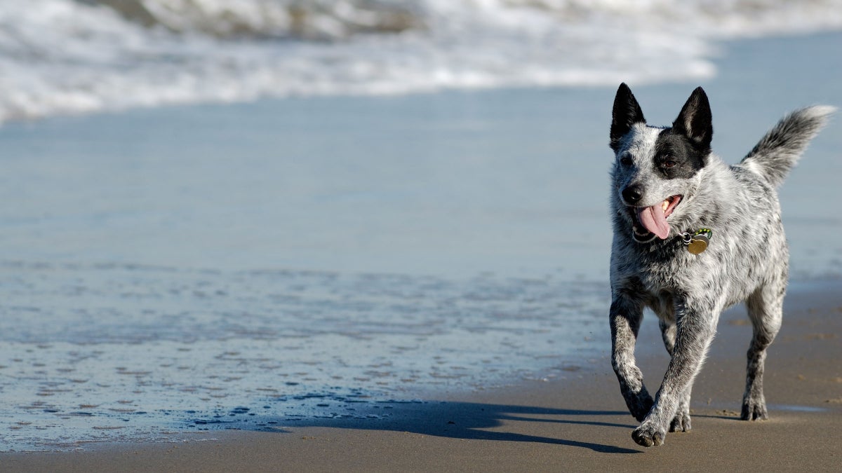 Hot-Weather Dogs: 10 Best Breeds for Warm Summers - Outside Online