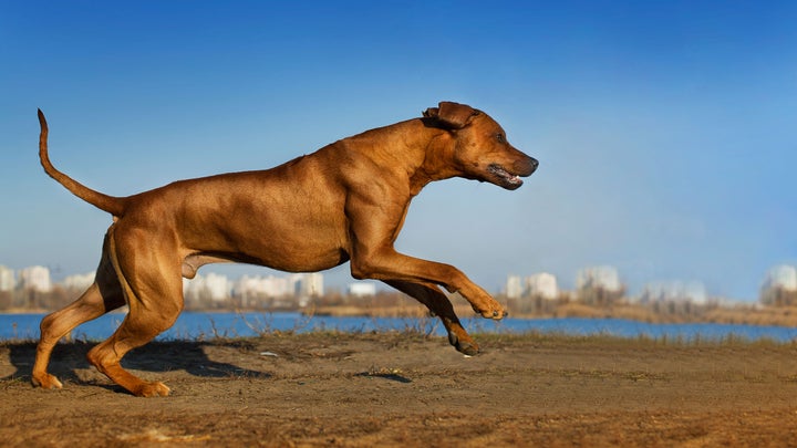 Best Running Dogs: 20 Breeds for Serious Athletes - Outside Online