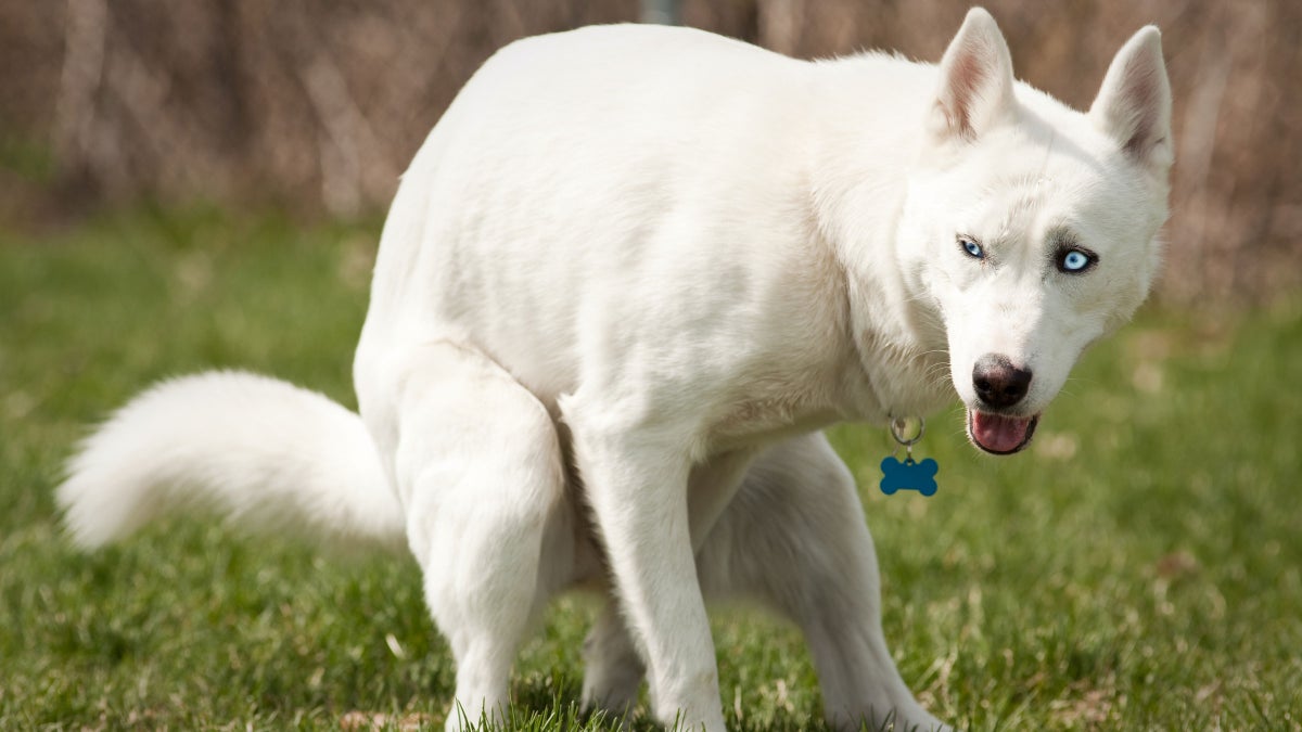 Why Does It Feel Good to Poop?