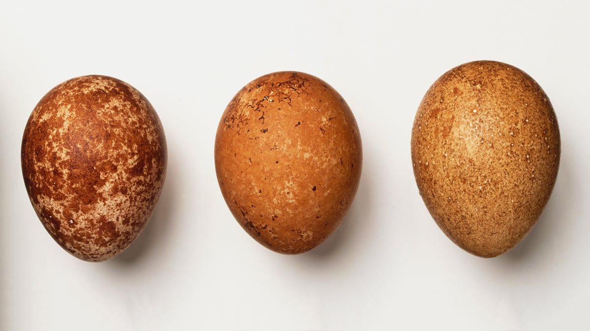 The Egg Thief