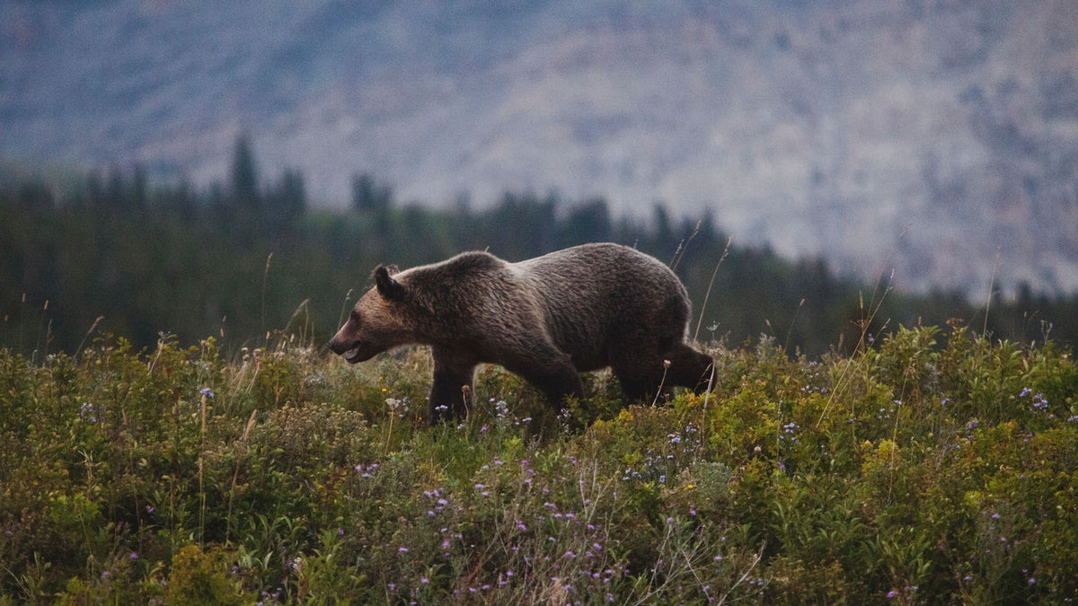 When a Fatal Grizzly Mauling Goes Viral