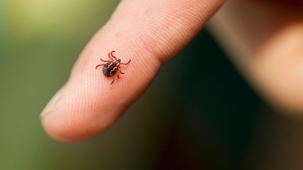 How to Treat and Prevent Tick Bites
