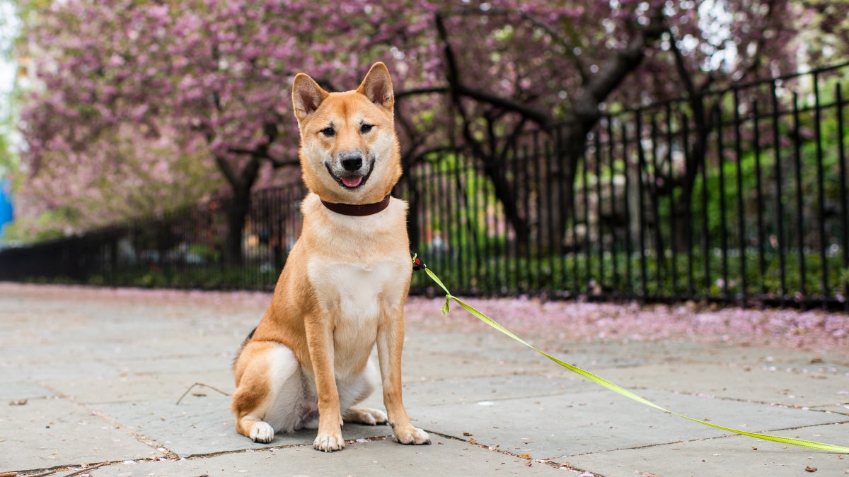 The Best Dogs for City Dwellers