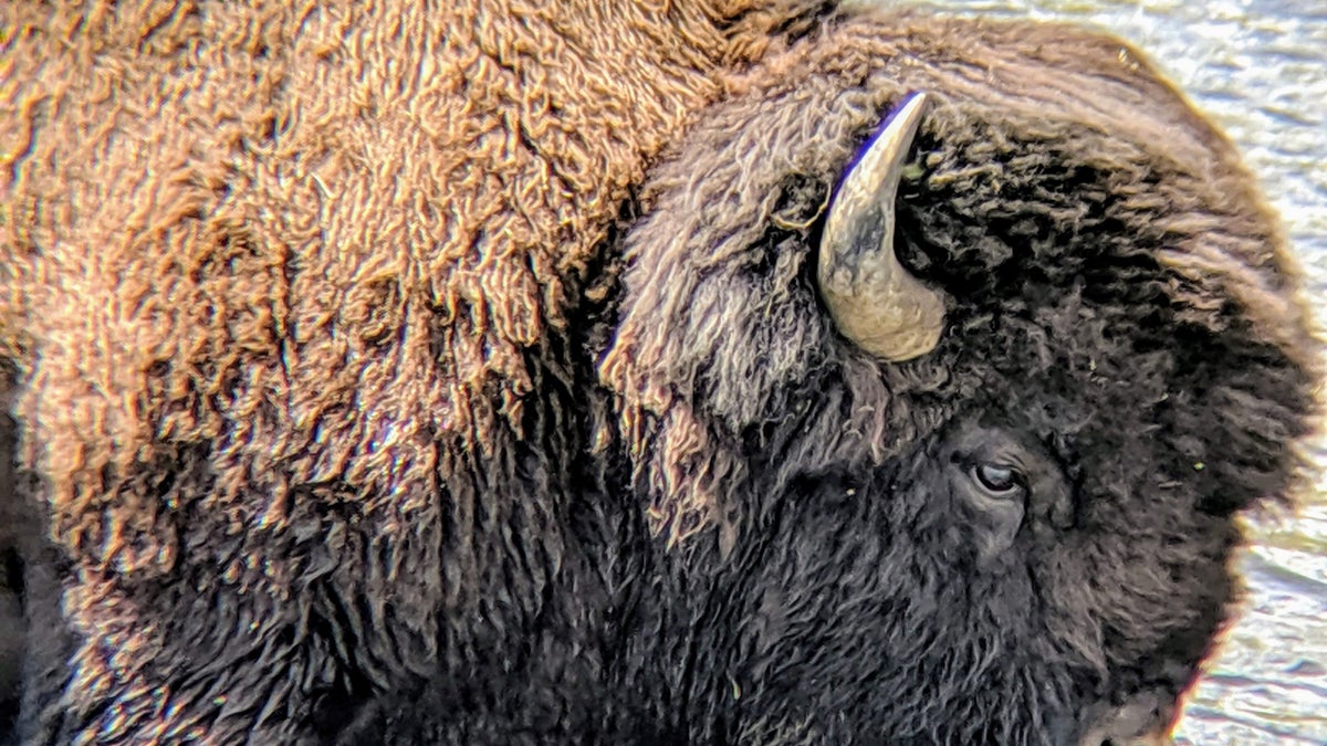 No One Should Ever Be Injured by a Bison
