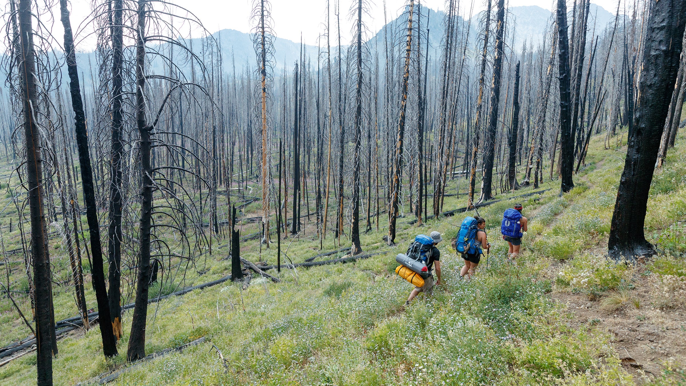 Why Falling Trees Could Be a Growing Danger to Hikers