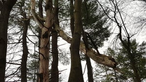 Why Falling Trees Could Be a Growing Danger to Hikers