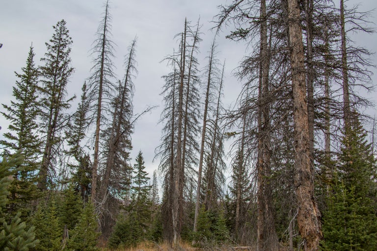 Why Falling Trees Could Be a Growing Danger to Hikers