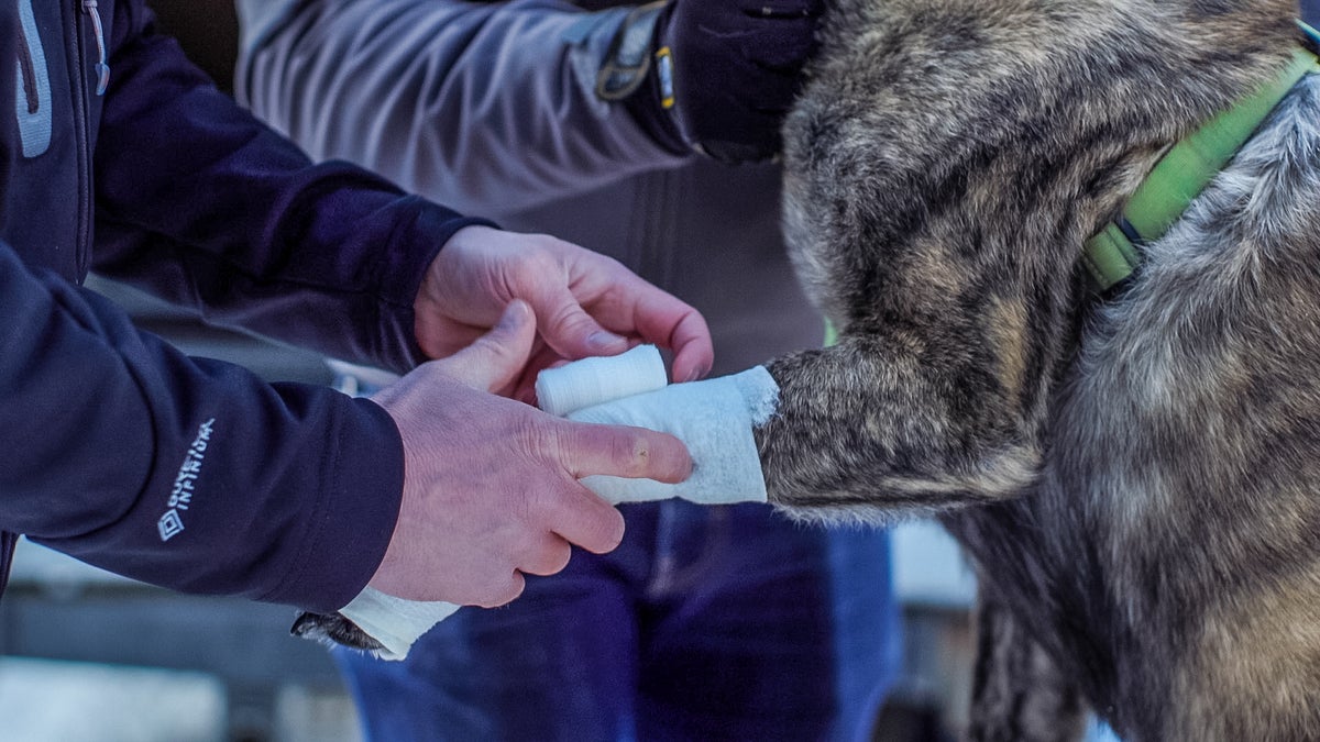 How to Treat Common Dog Injuries - Outside Online