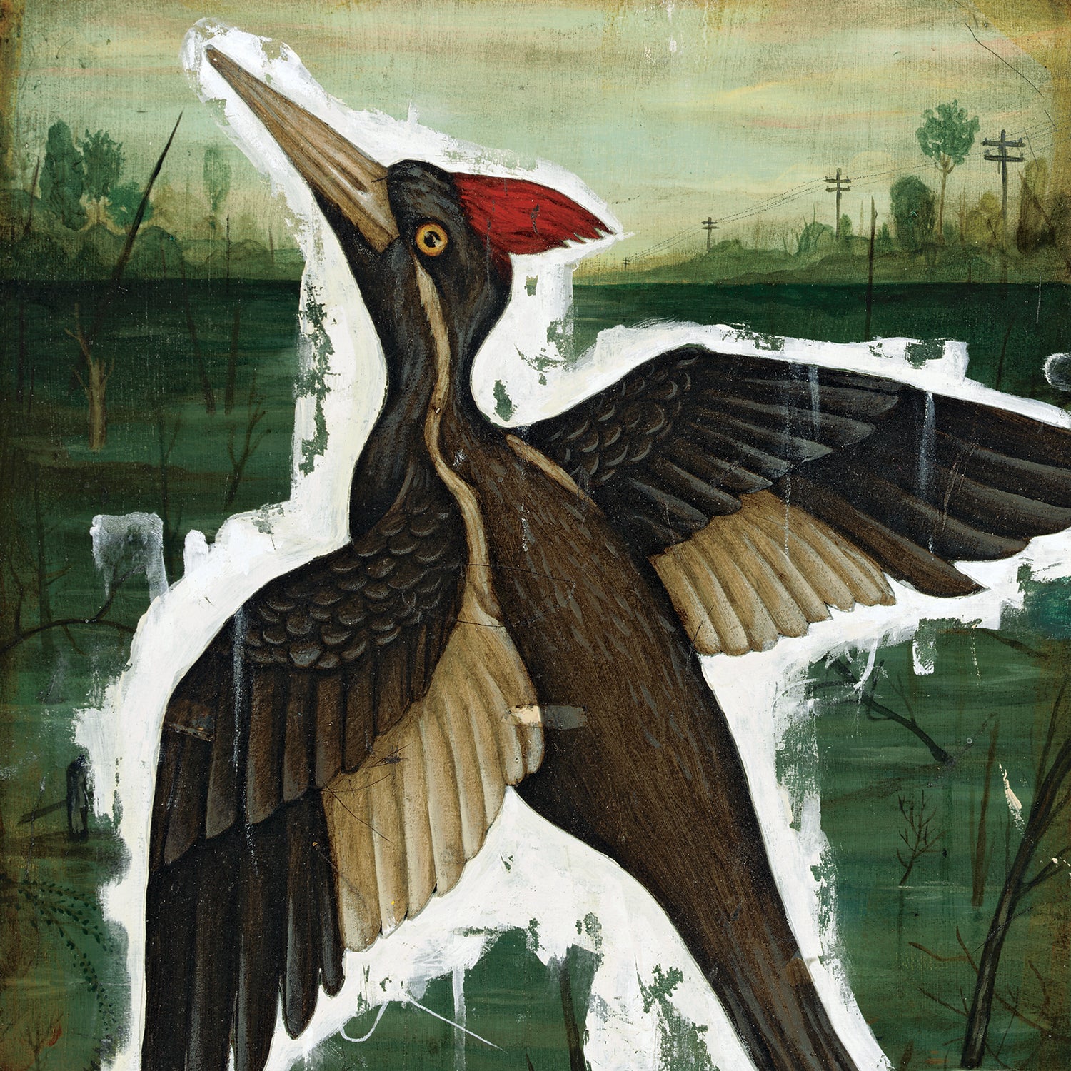 Ivory Billed Woodpecker Flying