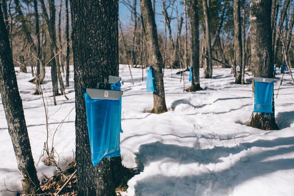 How I Spent My Quarantine Making Maple Syrup - Outside Online