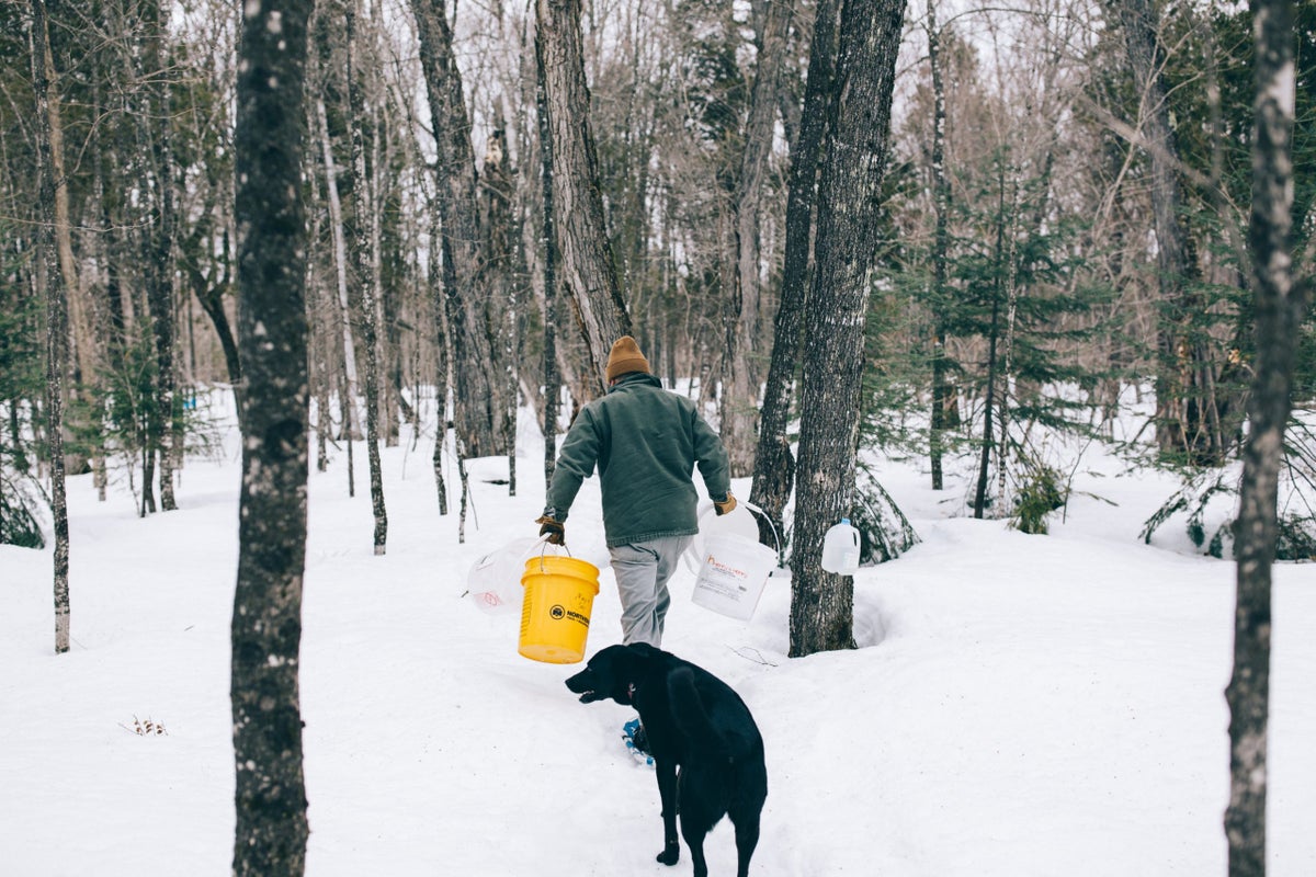 How I Spent My Quarantine Making Maple Syrup - Outside Online
