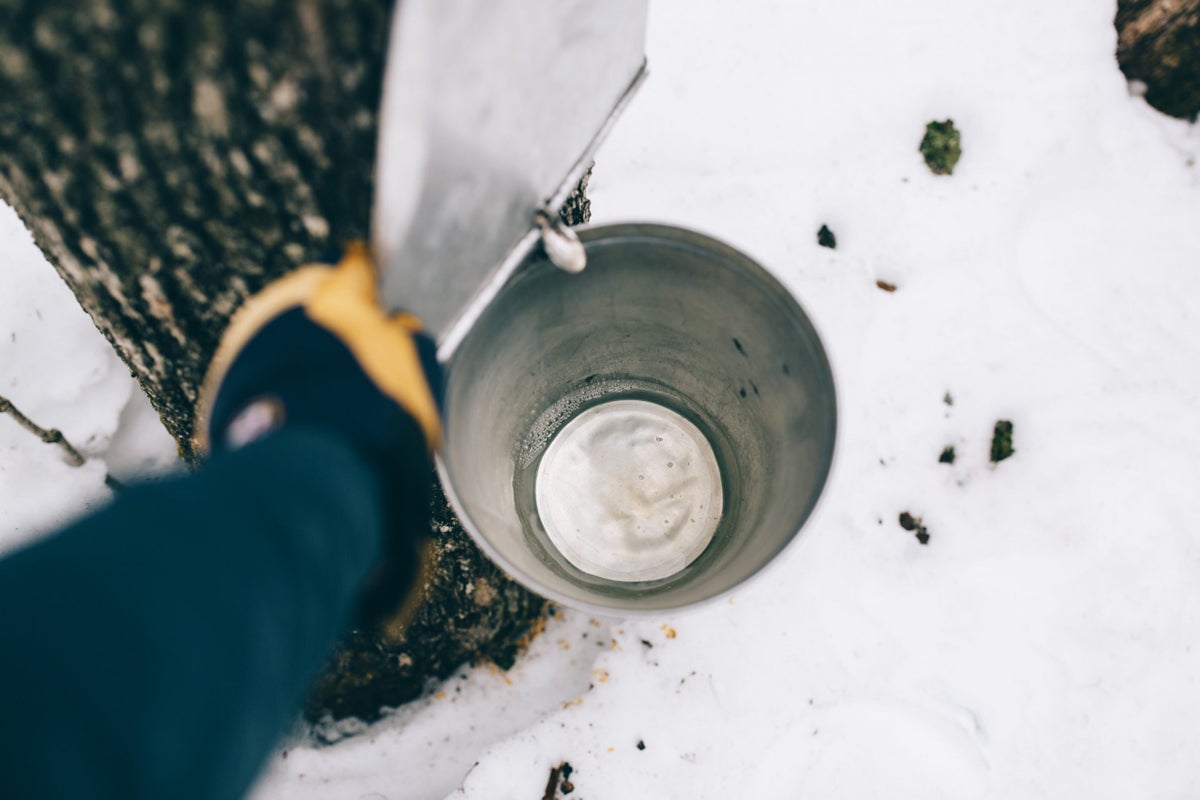 How I Spent My Quarantine Making Maple Syrup - Outside Online
