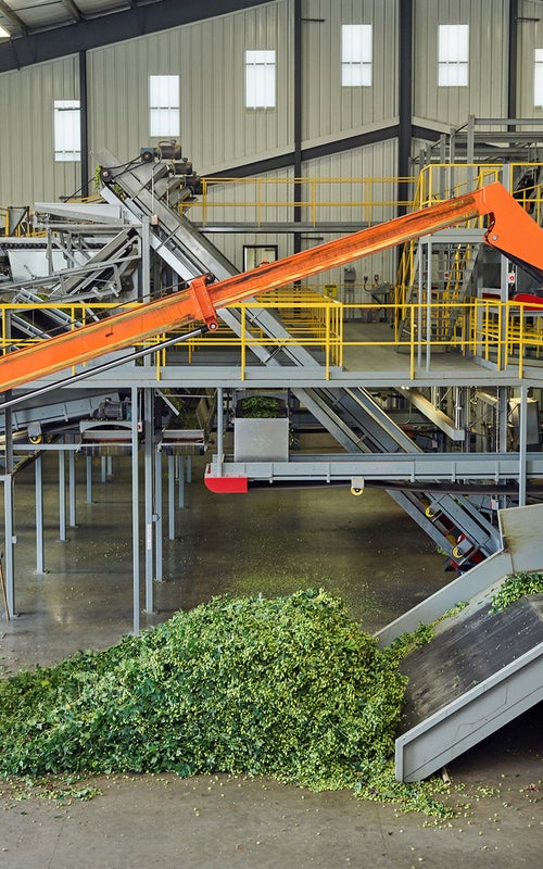 How Hops Became the Star of American Brewing