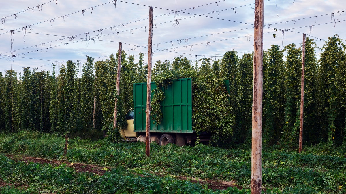How Hops Became the Star of American Brewing