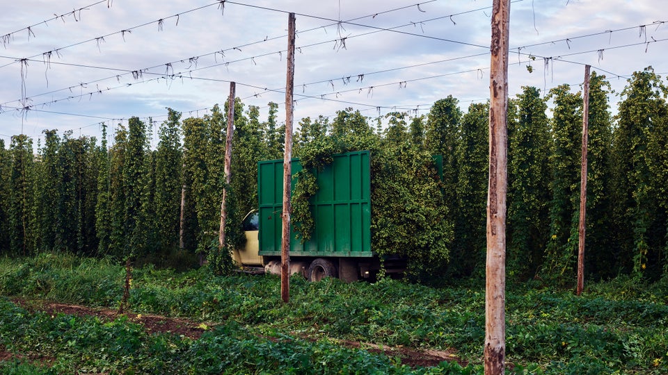 How Hops Became the Star of American Brewing