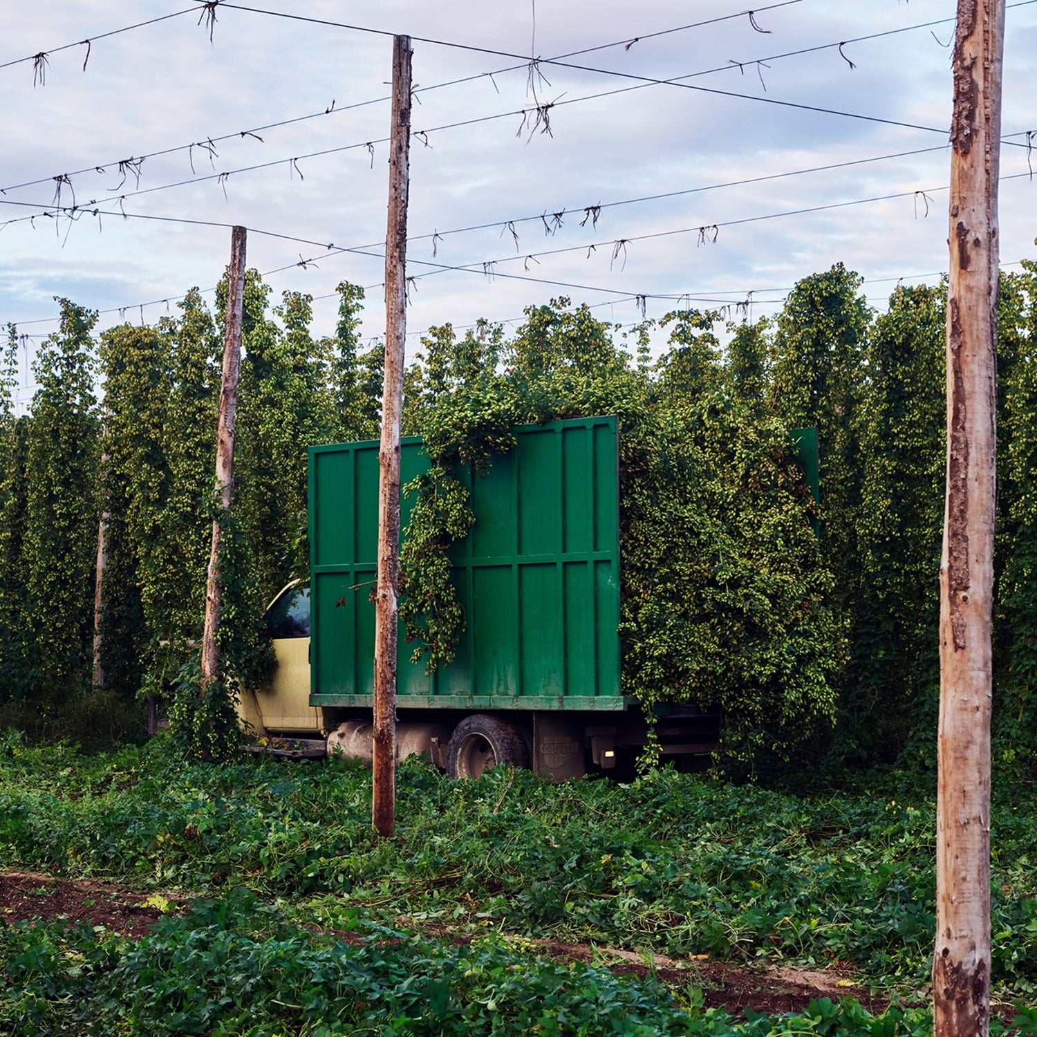 How Hops Became the Star of American Brewing
