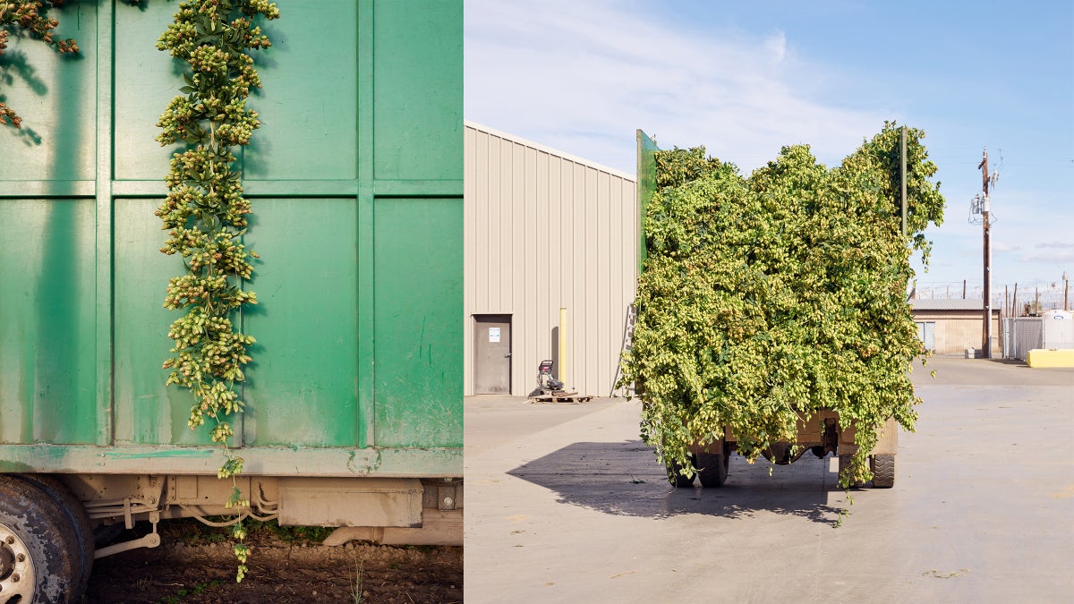 How Hops Became the Star of American Brewing