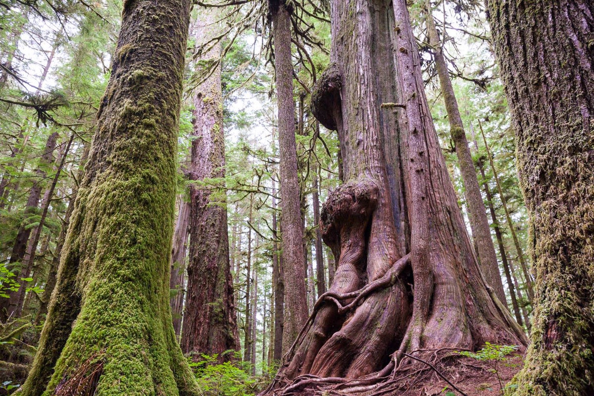 Forest Selfies Are Helping Save B.C.'s Old-Growth Trees - Outside Online