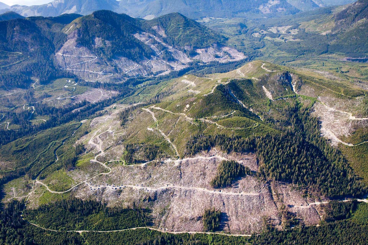 Forest Selfies Are Helping Save B.C.'s Old-Growth Trees - Outside Online