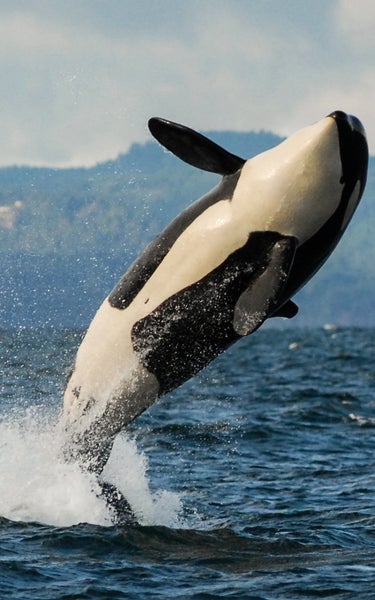 Is It Too Late for the Southern Resident Orcas?