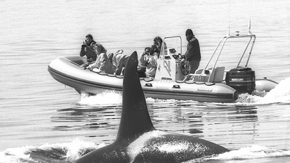 Is It Too Late for the Southern Resident Orcas?