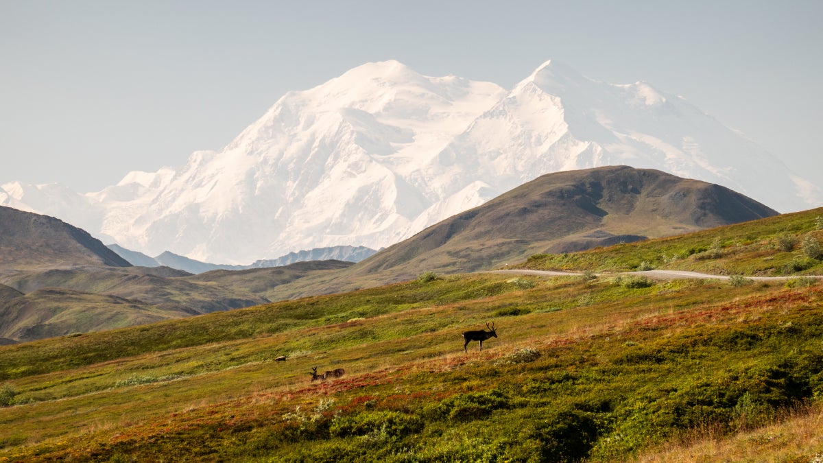 The Perfect Summer Day in Denali National Park
