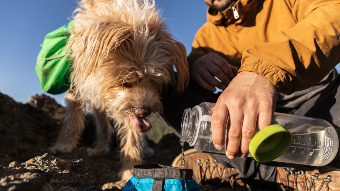 5 Tips for Adventuring with Your Dog