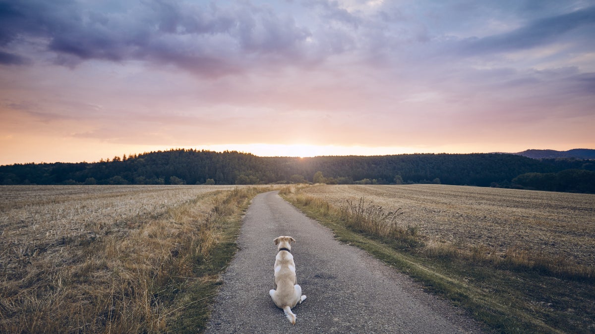 How to Find a Lost Dog on a Trail