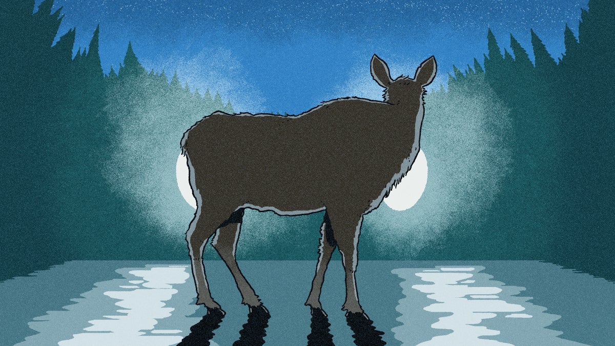 The Thinking Man’s Guide to Hitting a Moose