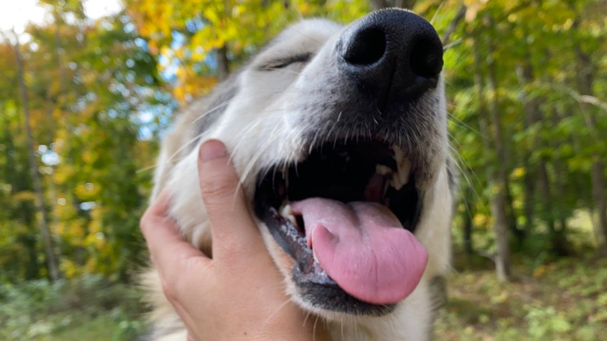 Why We Love an Internet Dog - Outside Online