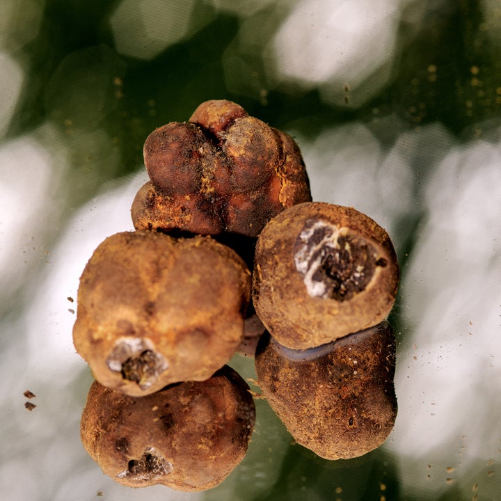 Appalachian Truffles: America's Next Food Craze - Outside Online