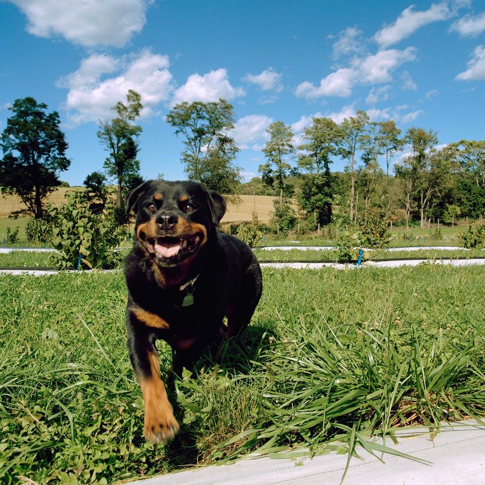 Appalachian Truffles: America's Next Food Craze - Outside Online