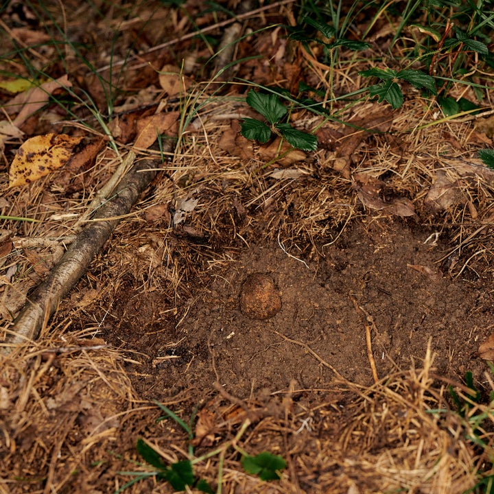 Appalachian Truffles: America's Next Food Craze - Outside Online