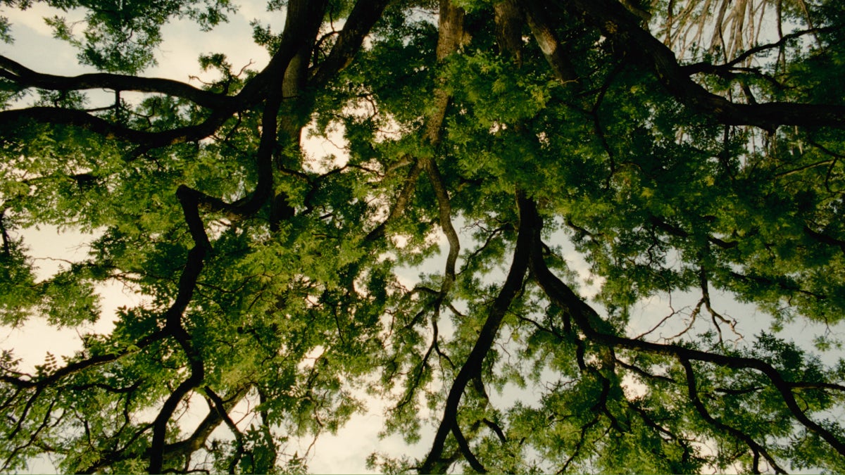 ‘This Forest of Ours’ Is a Celebration of Trees - Outside Online