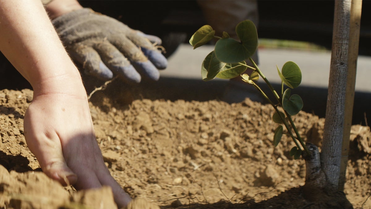 How Los Angeles Is Leading the Urban Tree-Planting Revolution