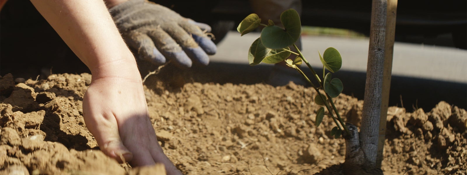 How Los Angeles Is Leading the Urban Tree-Planting Revolution