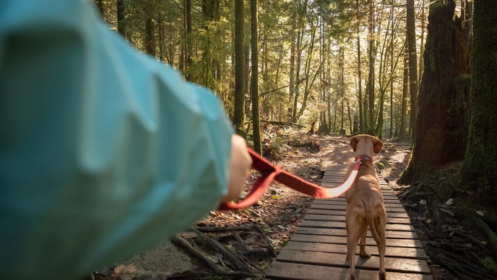 Trail Training for Your Adult Adventure Dog
