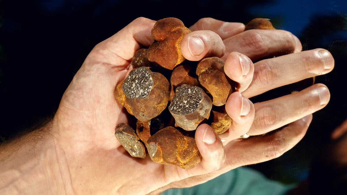 The Sometimes Shady, Always Weird World of Truffle Hunters - Outside Online