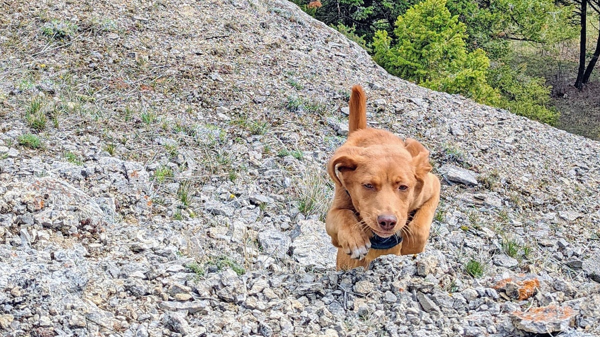 Basic Commands Your Dog Should Know—and How to Train Them