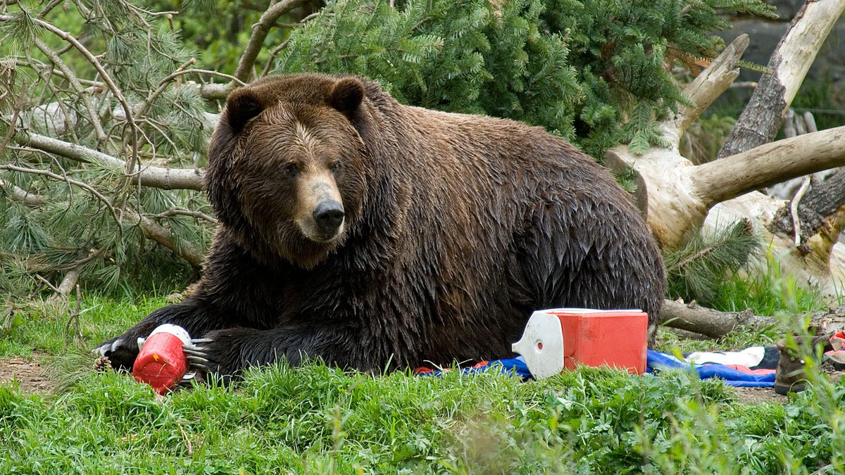 Our Best Animal Encounter Stories