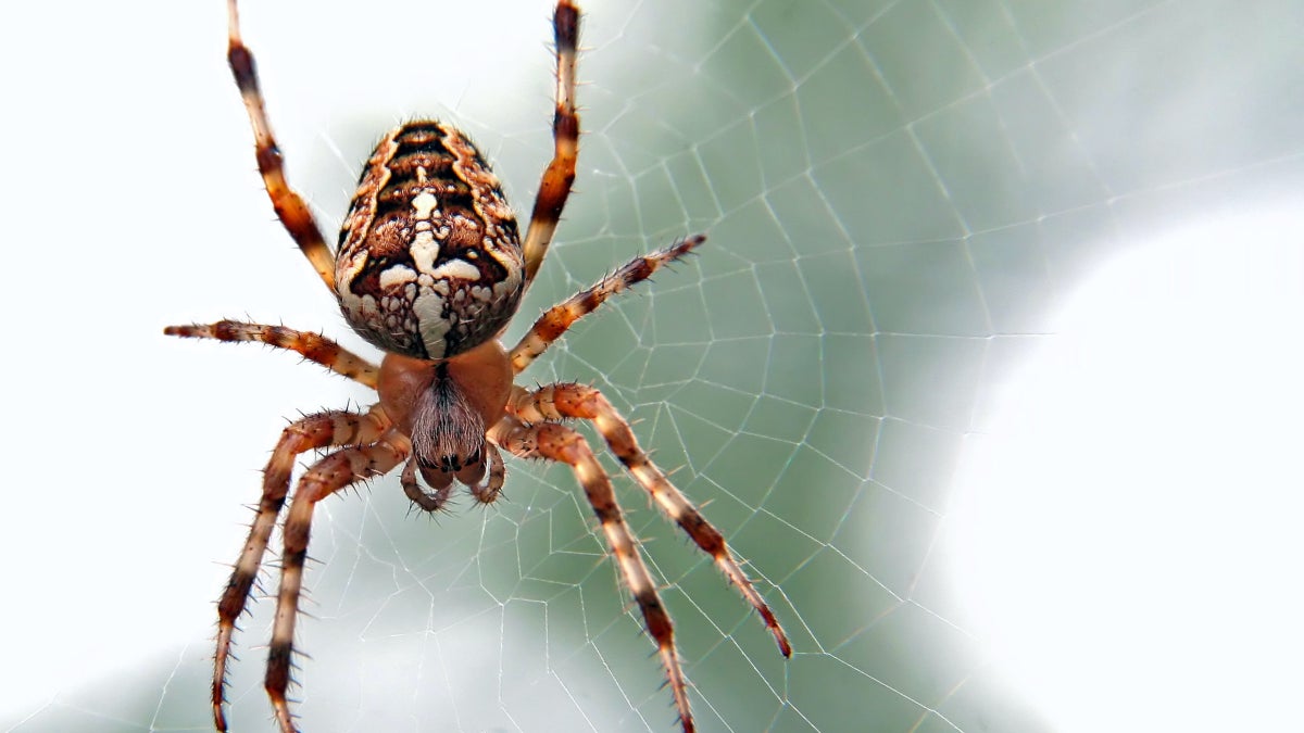 A Hiker Tried to Burn a Spider. He Allegedly Sparked a Wildfire Instead.