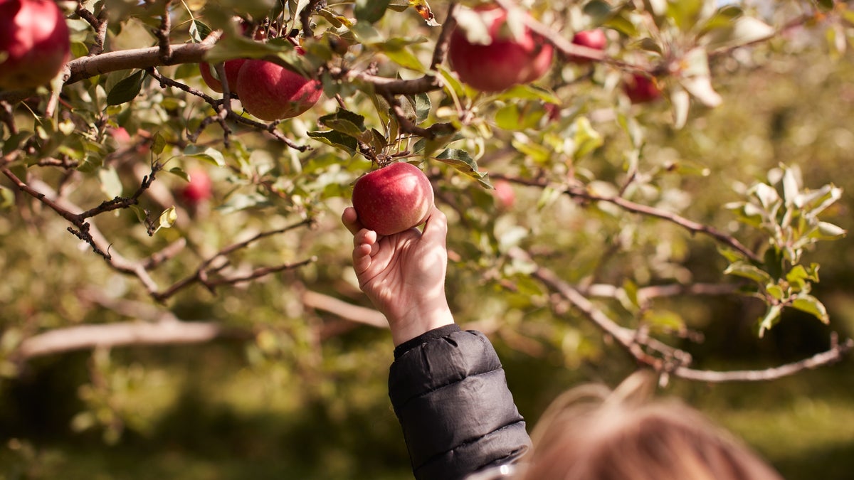 These Are Our Top Tips for Apple Picking